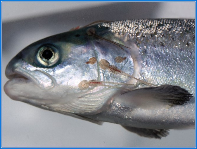 Why Wild-Caught Salmon Is Superior to Farm-Raised